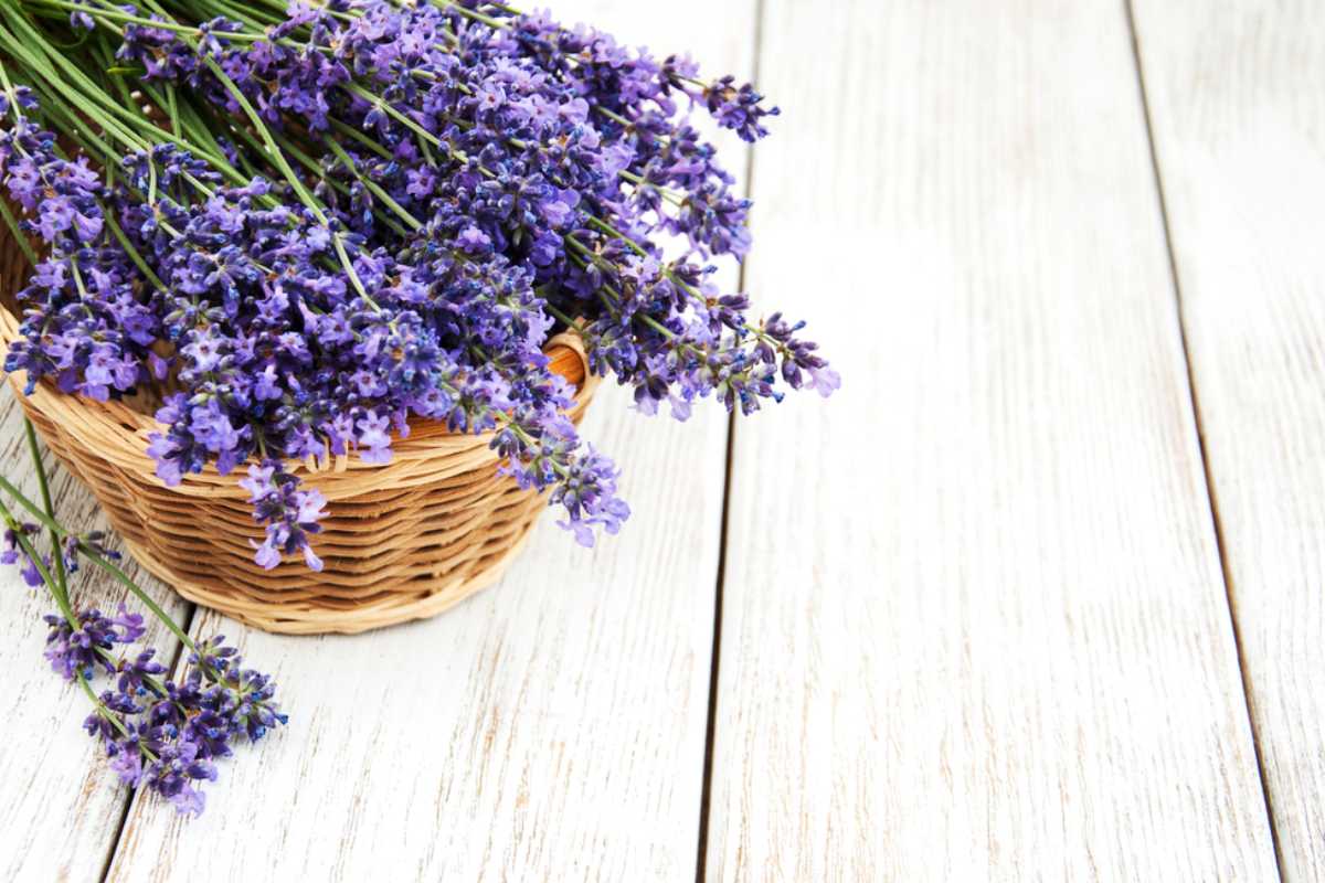Lavanda u dvorištu | Sadnja i uzgoj lavande kod kuće | To Sam Ja